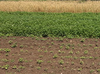 Grünland und Ackerbau - BRING